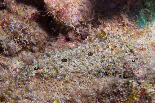 Threespot Righteye Flounder (Reef Fish of the Hawaiian Islands ...