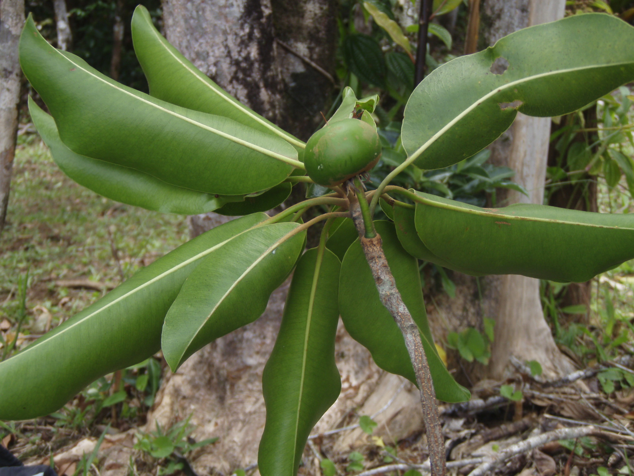 Mimusops balata (Aubl.) C.F.Gaertn.