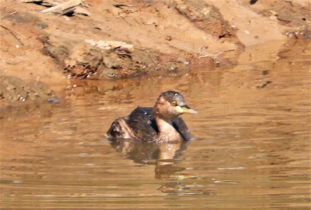 Little Grebe (Flora and Fauna of Bandhavgarh National Park, India ...