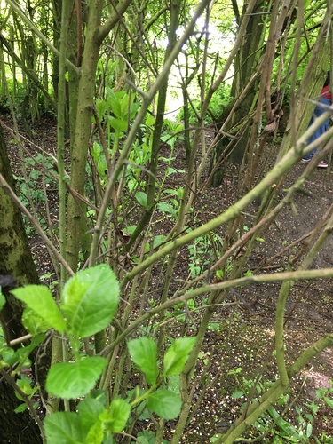 Observations by pendiz · iNaturalist