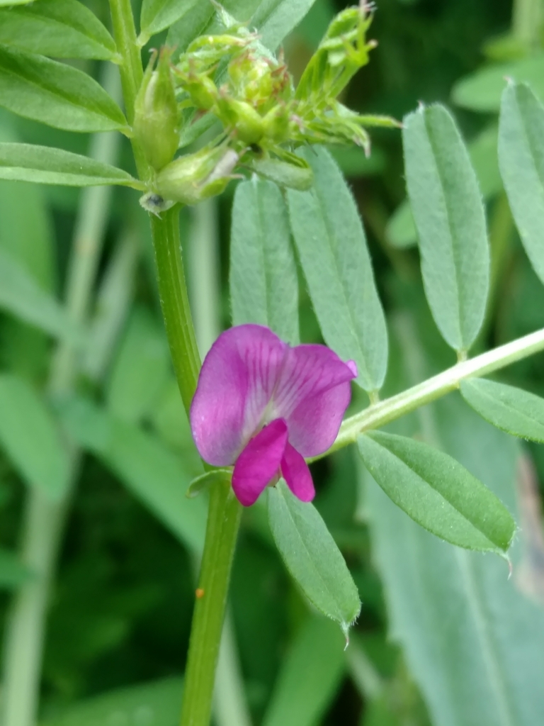 Common Vetch from Edgewater, MD, USA on May 1, 2020 at 02:37 PM by ...