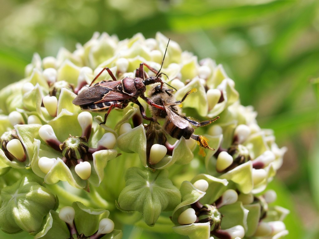 Plains Bee Assassin from Dripping Springs, TX, USA on April 14, 2017 at ...