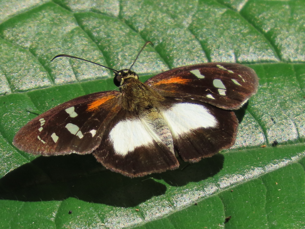 Entheus gentius from Ariquemes - RO, Brasil on May 1, 2020 at 10:51 AM ...