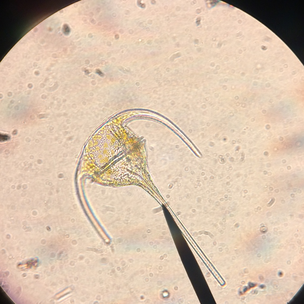 Tripos muelleri desde Mancha, Ver., México el 31 de octubre de 2018 a ...