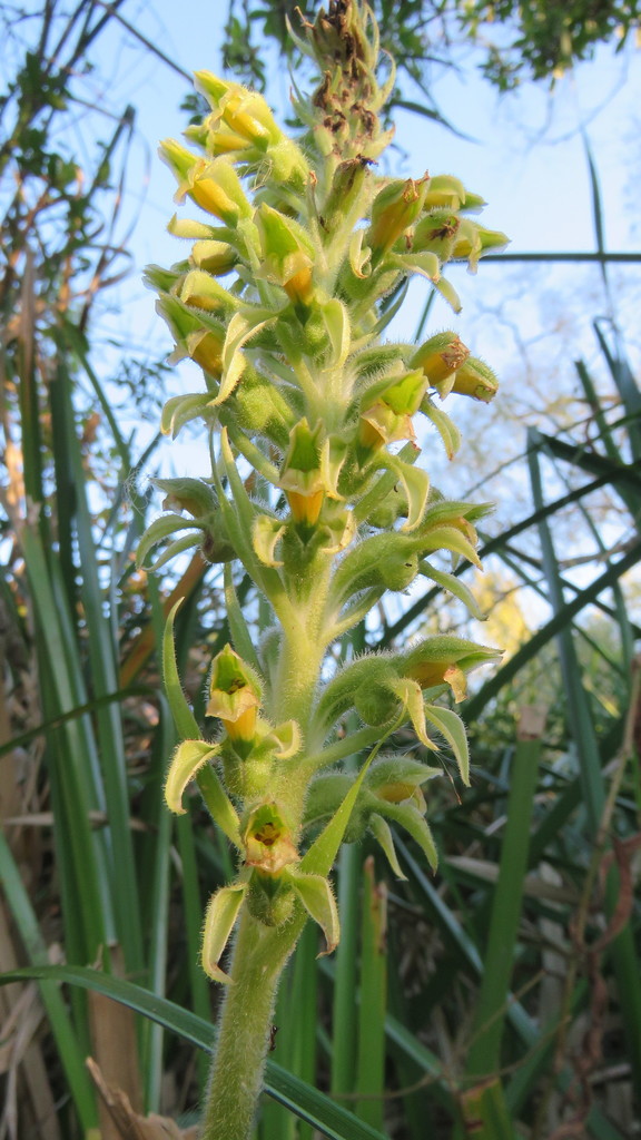 Pelexia from Reserva Natural Privada La Escondida,San Fernando, Buenos ...