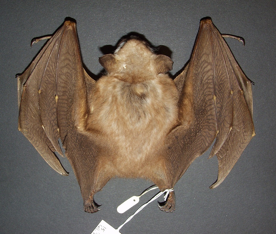 Campo-Ma’an fruit bat (Bats of Africa) · iNaturalist