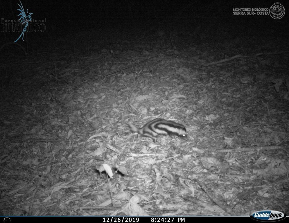 Pygmy Spotted Skunk from Santa María Huatulco, Oax., México on December ...
