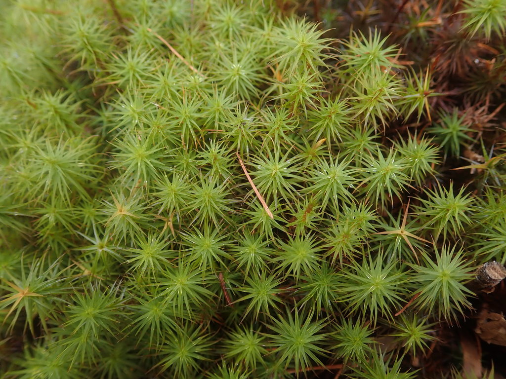 Common Haircap Moss (Polytrichum commune) - Botanical Realm