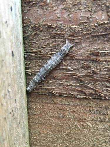 Catocala neogama (Common Moth and Butterflies of Indiana) · iNaturalist