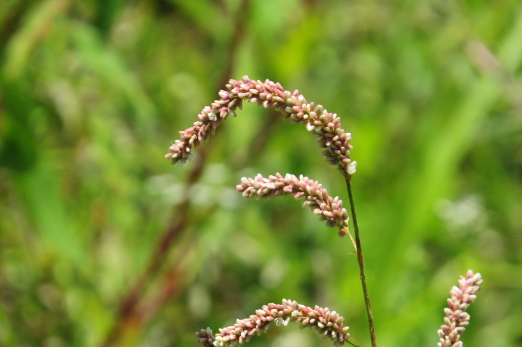 pale smartweed from Harns Marsh Preserve, Buckingham, FL, USA on May 01 ...