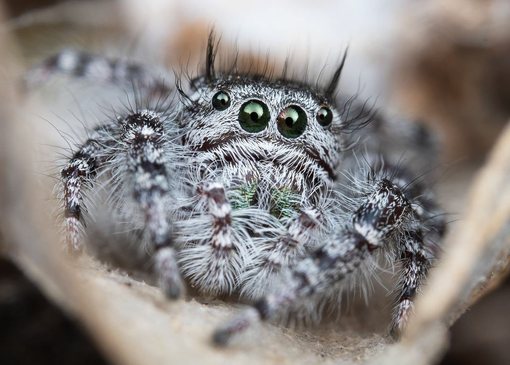 Tyrell's Tufted Jumping Spider (Bugs of Mueller State Park) · iNaturalist