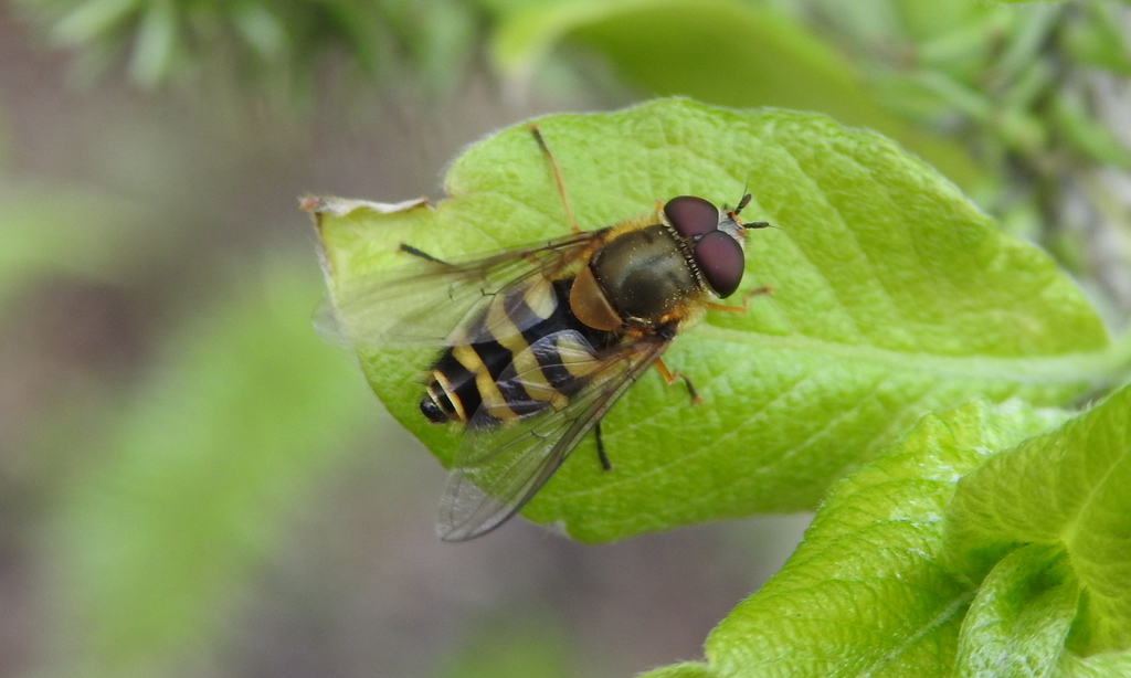 Common Flower Flies from Zheleznogorskiy rayon, Kursk, Russia on May 01 ...