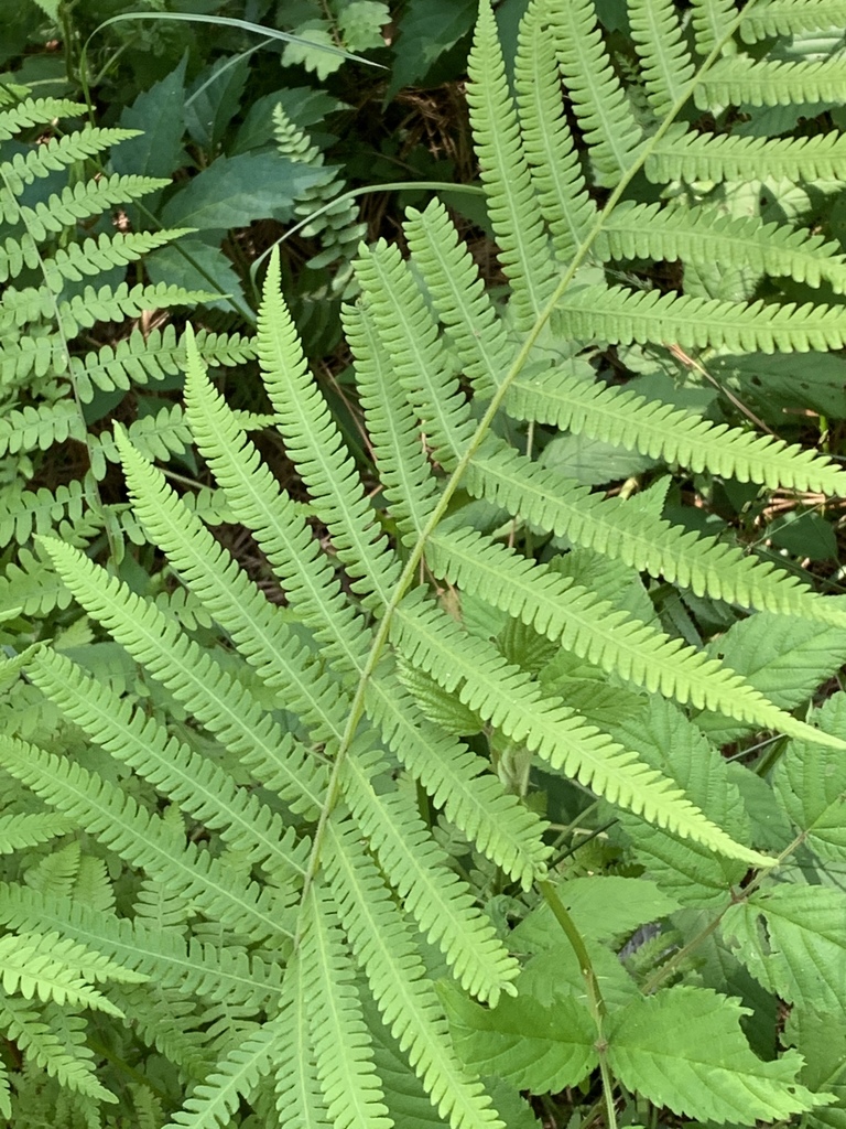 marsh fern from County Road 17, Bay Springs, MS, US on May 01, 2020 at ...