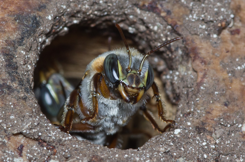 Mayan Melipona from Benito Juárez, Quintana Roo, Mexico on December 15 ...