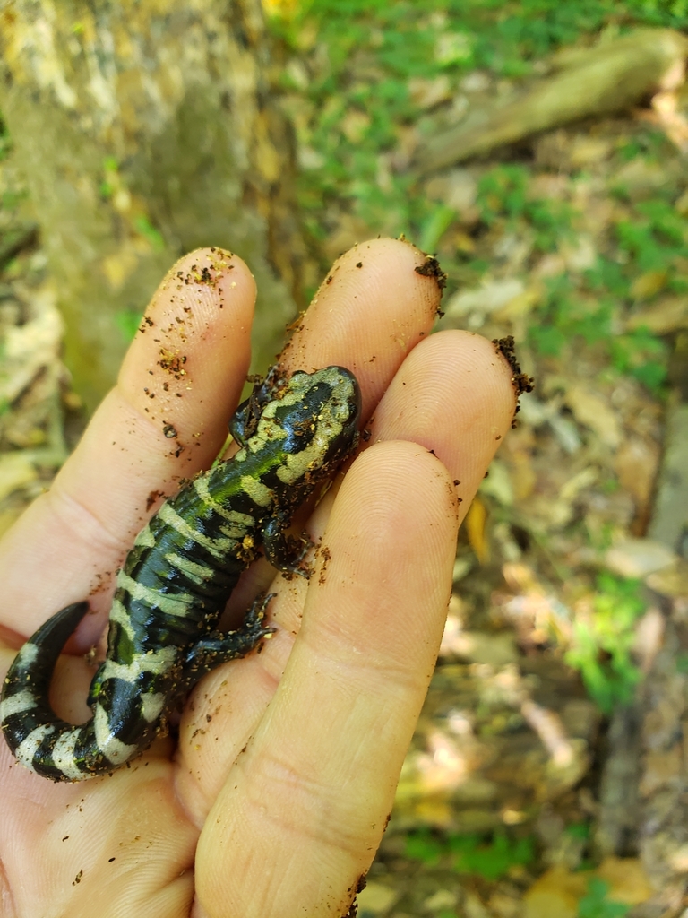 Marbled Salamander from Baton Rouge, LA 70817, USA on May 01, 2020 at ...