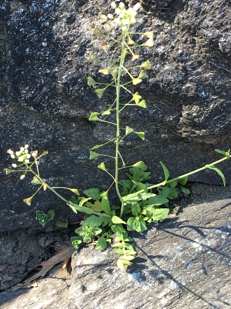 shepherd's-purse (Beginners Guide to Canterbury Flora) · iNaturalist