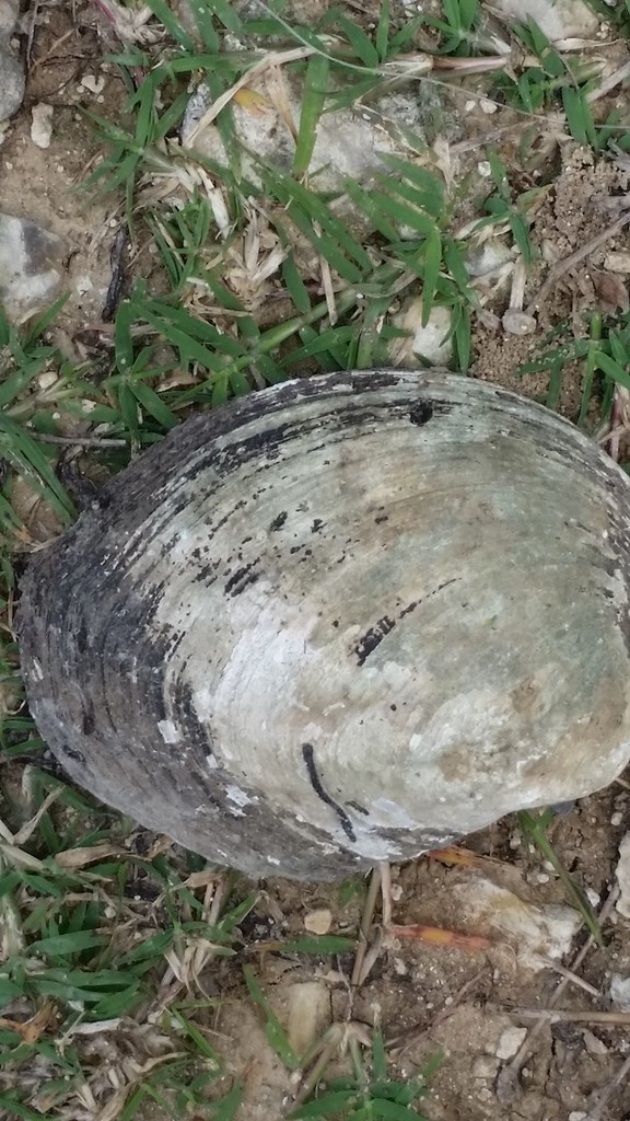Three-ridge Mussel from Tarrant County, US-TX, US on April 14, 2017 at ...
