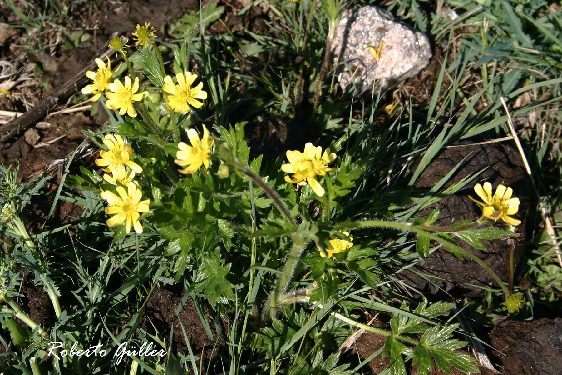 Ranunculus praemorsus Kunth ex DC.