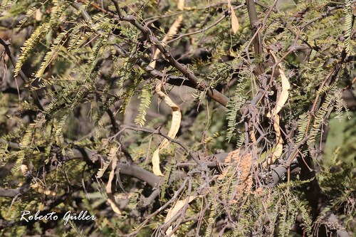 Subspecies Prosopis alba alba · iNaturalist