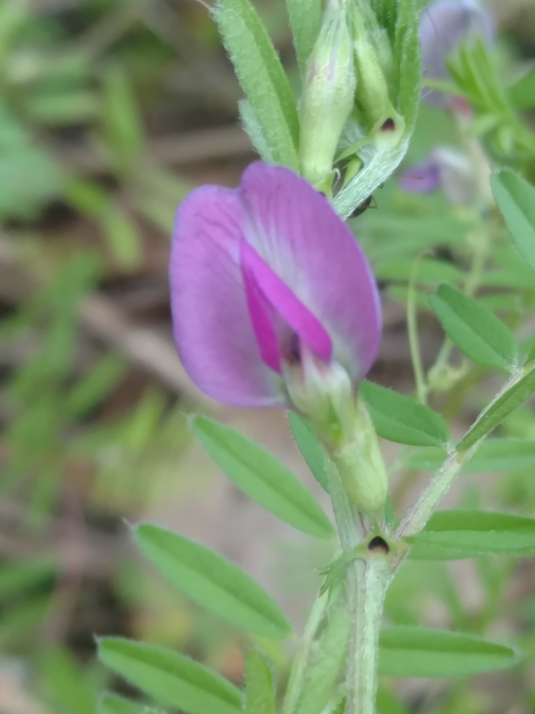 Common Vetch from 5, Federalsburg, MD 21632, USA on May 1, 2020 at 06: ...