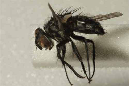 Genus Nilea · iNaturalist