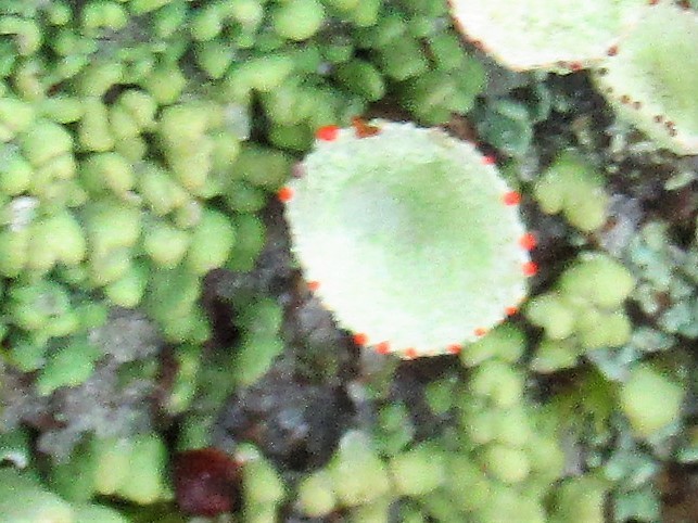 Red-fruited Pixie Cup from 4600 S Missouri 94, Augusta, MO 63332, USA ...