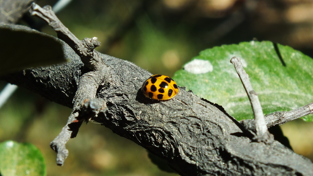 Asian Lady Beetle in May 2020 by Lorena · iNaturalist