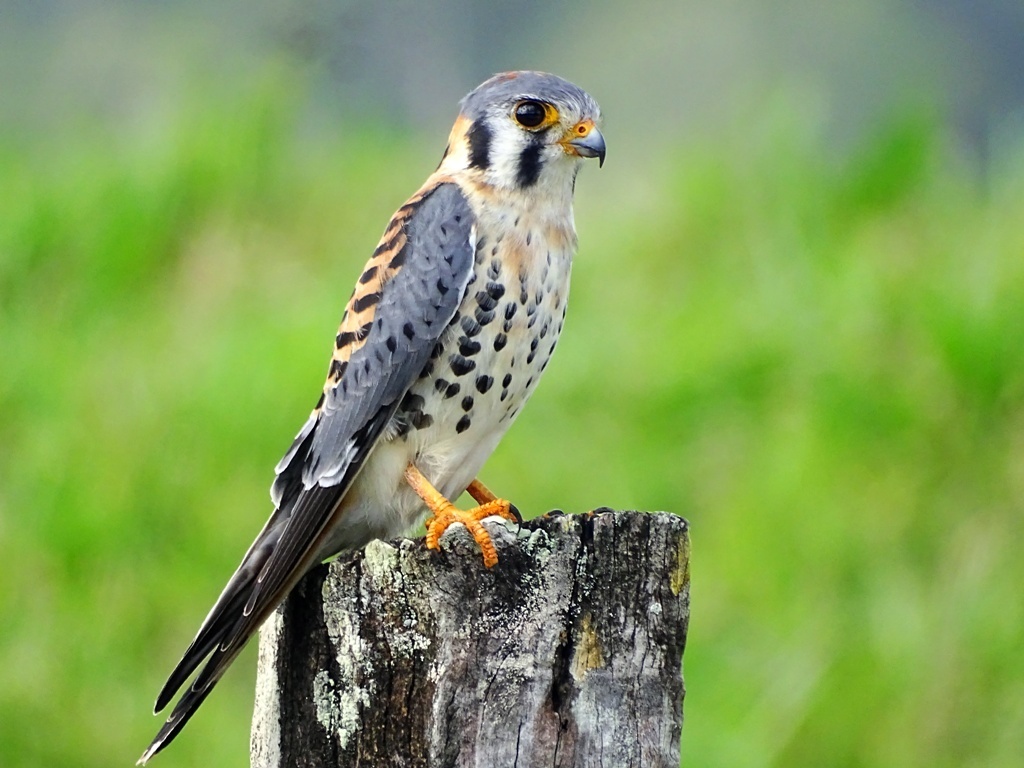 American Kestrel from Gallon Jug, Belize on December 28, 2018 at 10:03 ...