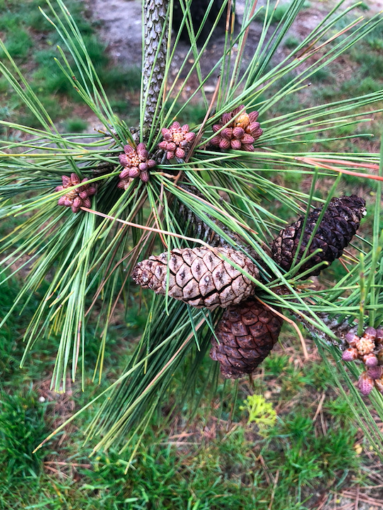Pinales (Alberi monumentali al Parco Nord Milano) · iNaturalist Mexico