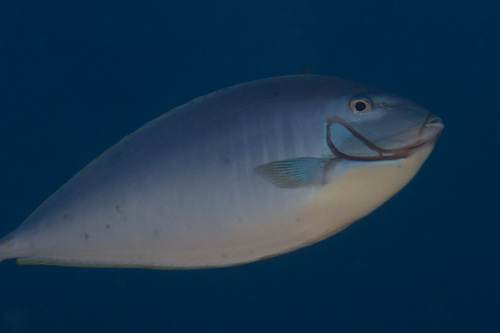 Sleek Unicornfish (Reef Fish of the Hawaiian Islands) · iNaturalist