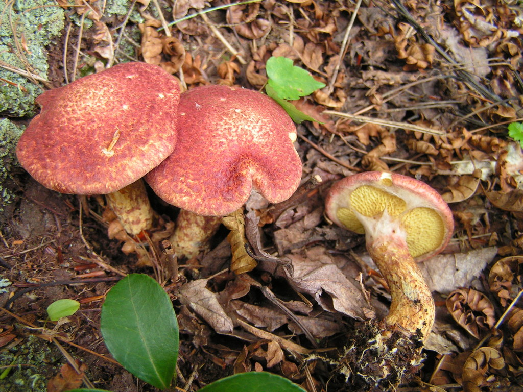 Painted Suillus from Maine, USA on September 18, 2009 by Erlon Bailey ...