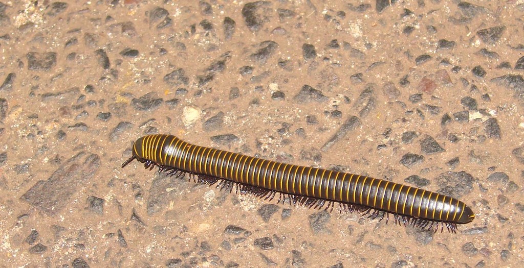 Round-backed Millipedes from Ruta 101 Km 142, N3370 Puerto Iguazú ...