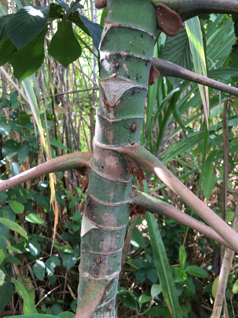 trumpet-tree from Arenal National Park, San Carlos, Alajuela, CR on ...
