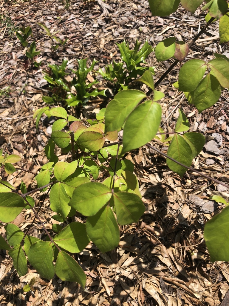 American bladdernut from Mississippi State University, Starkville, MS ...