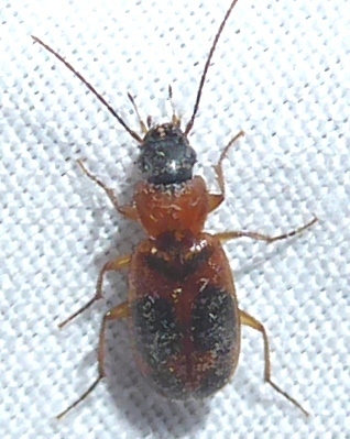Red-black Spotted Beetle from Boulder County, CO, USA on April 30, 2020 ...