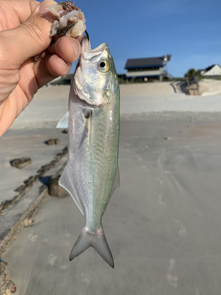 Bluefish from Atlantic Ocean, Pawleys Island, SC, US on June 25, 2019 ...