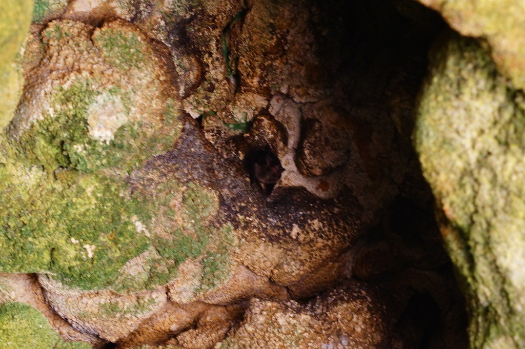 Greater Sac-winged Bat from San Miguel del Puerto, Oax., México on ...