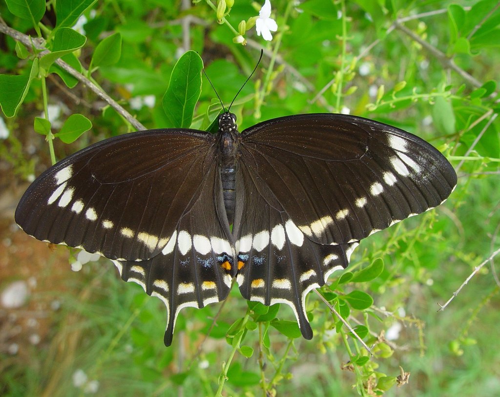 Canopus Swallowtail from Broome WA, Australia on February 22, 2005 by ...