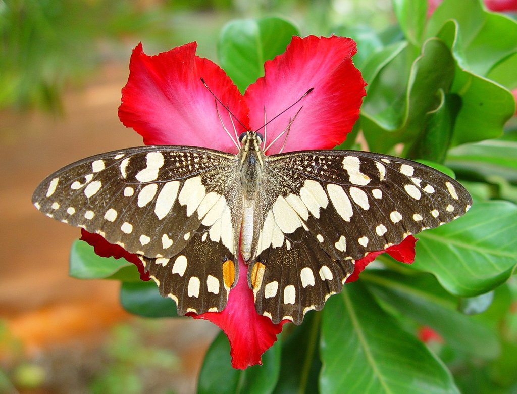 Lime Swallowtail from Broome WA, Australia on February 17, 2005 by ...