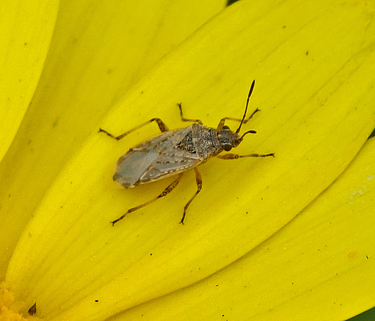 False chinch bugs from Yorba Linda Lakebed Park, CA, USA on April 30 ...