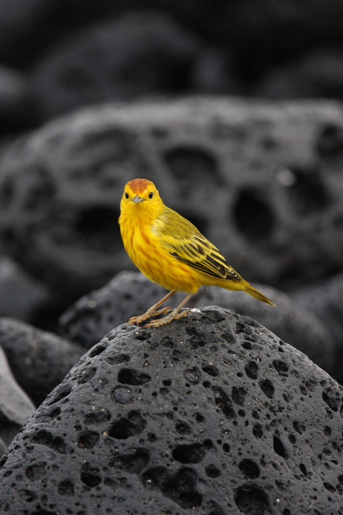 Yellow Warbler (Montgomery County Critters) · iNaturalist