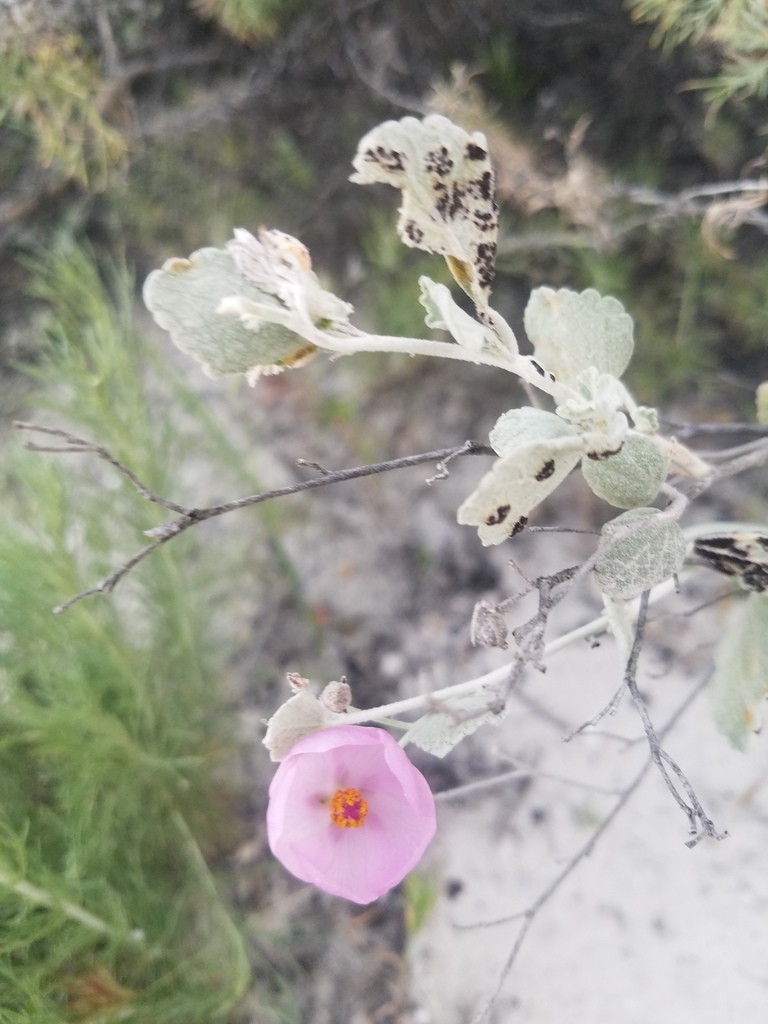 Huasna bushmallow in May 2020 by Leif Behrmann. via Hoover key, Jepson ...