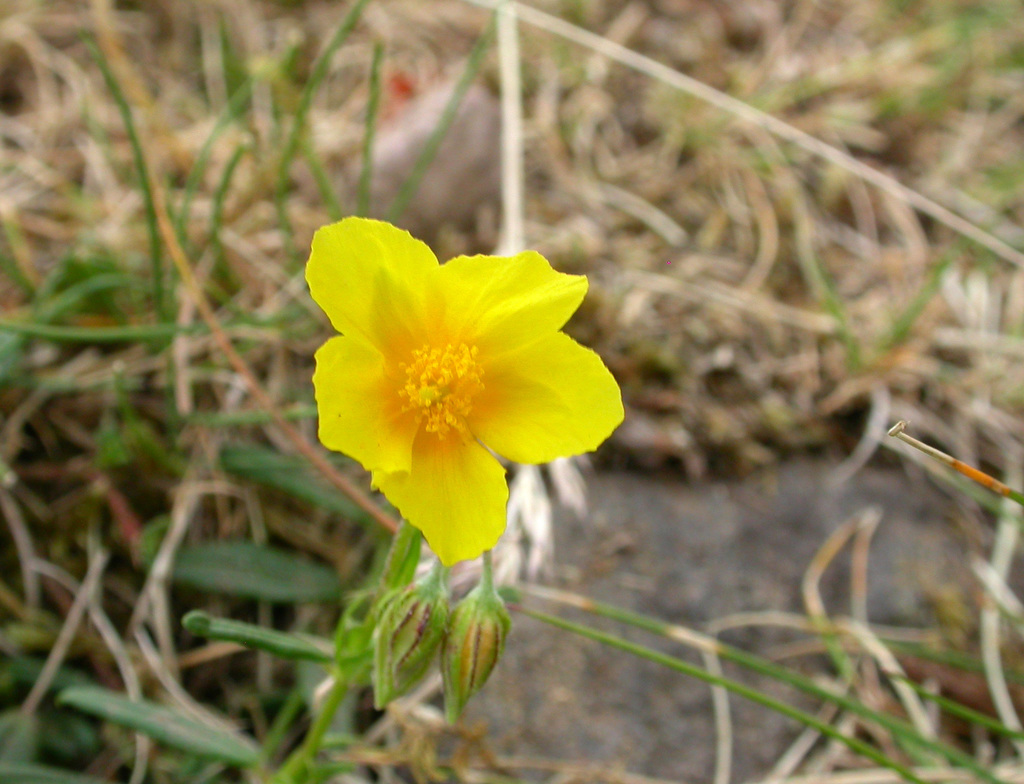 Common Rock-rose from 15300 Albepierre-Bredons, France on July 2, 2004 ...