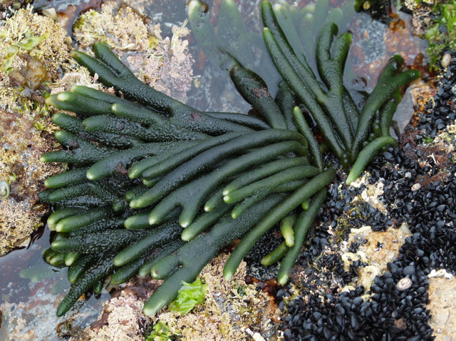Codium fragile fragile (Marine Algae of Cape Cod, Massachusetts and ...