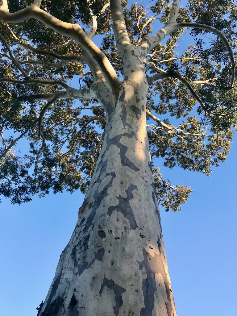 Spotted Gum (Corymbia maculata) - Botanical Realm