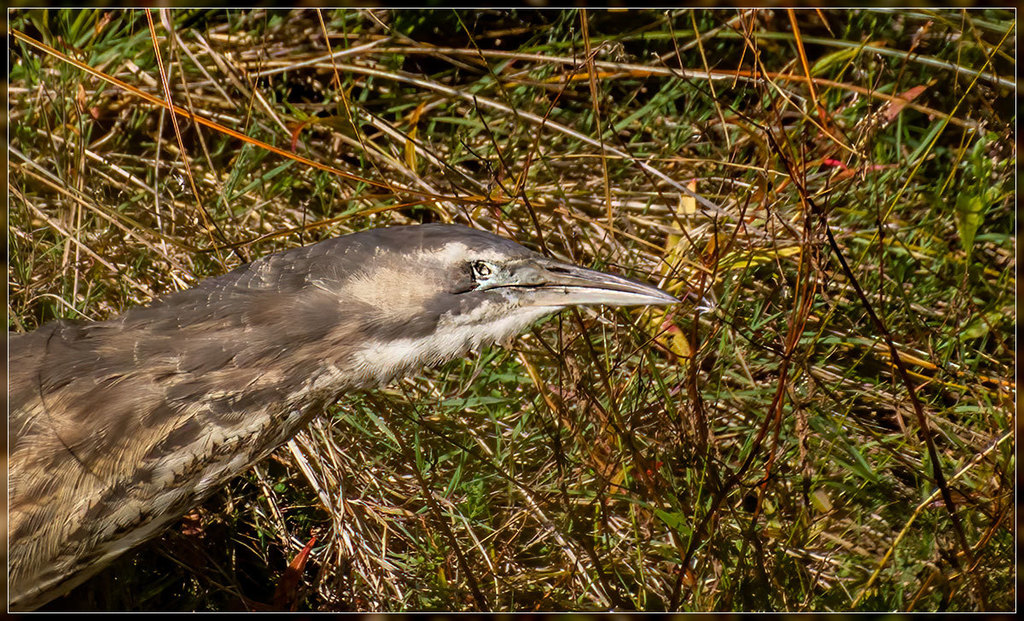Australasian Bittern in April 2020 by Grahame. There's a Bittern at ...
