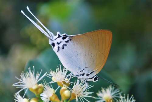Great Imperial (Subspecies Jacoona anasuja anasuja) · iNaturalist
