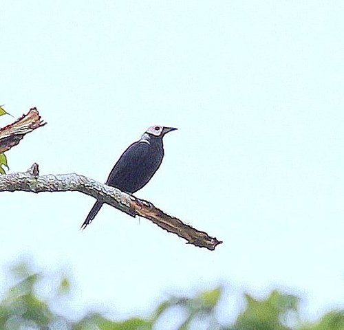 Coleto (Birds of Phillipines) · iNaturalist