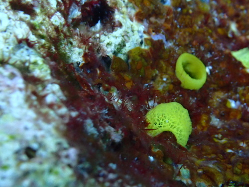 Siphonodictyon brevitubulatum · iNaturalist