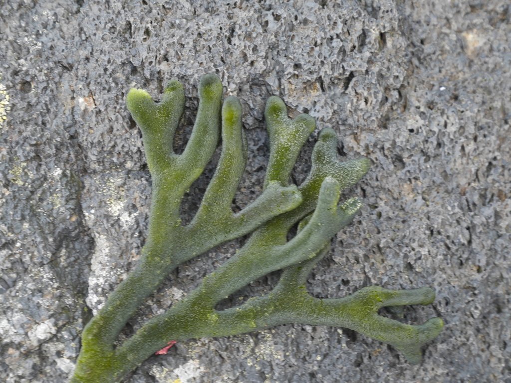 Codiums (Codium) - Botanical Realm